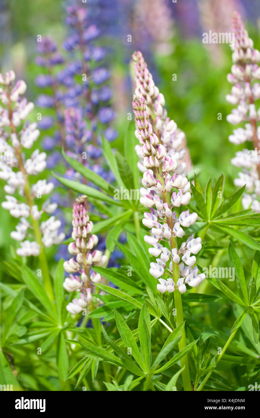 Lupin Flowers, Lupinus polyphyllus, nr Rautalampi, Kuopio, Finland ...