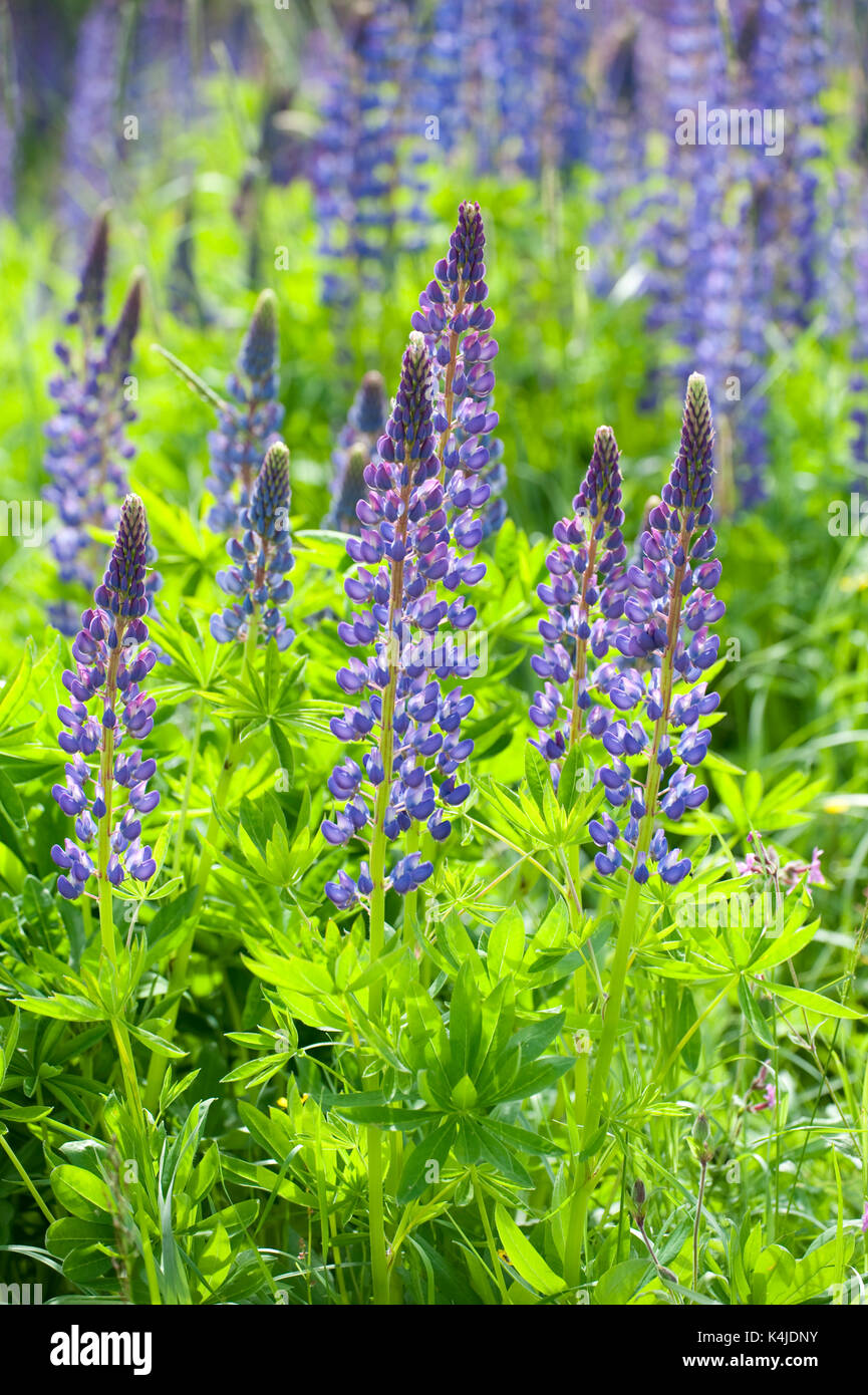 Lupin Flowers, Lupinus polyphyllus, nr Rautalampi, Kuopio, Finland ...