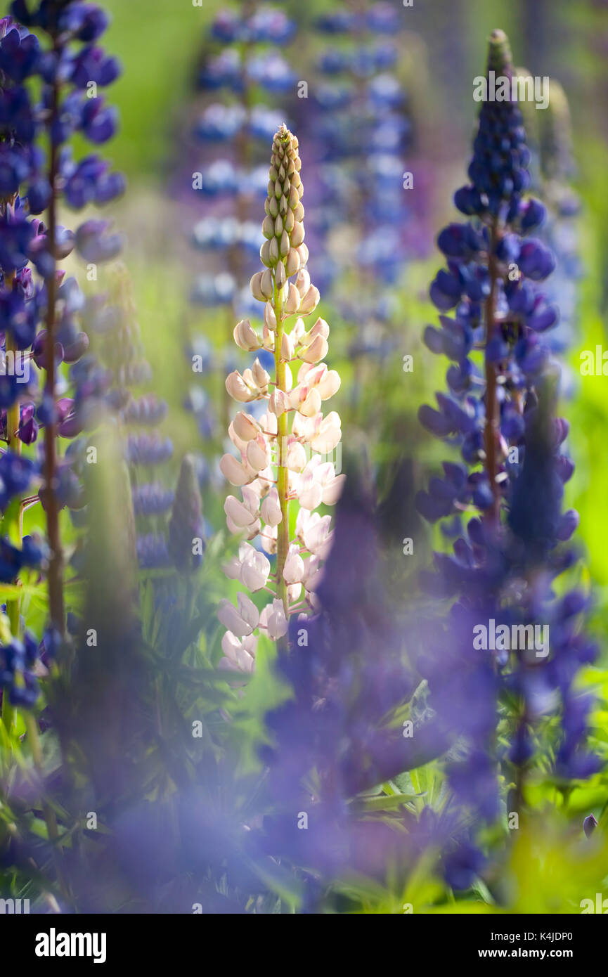 Lupin Flowers, Lupinus polyphyllus, nr Rautalampi, Kuopio, Finland ...