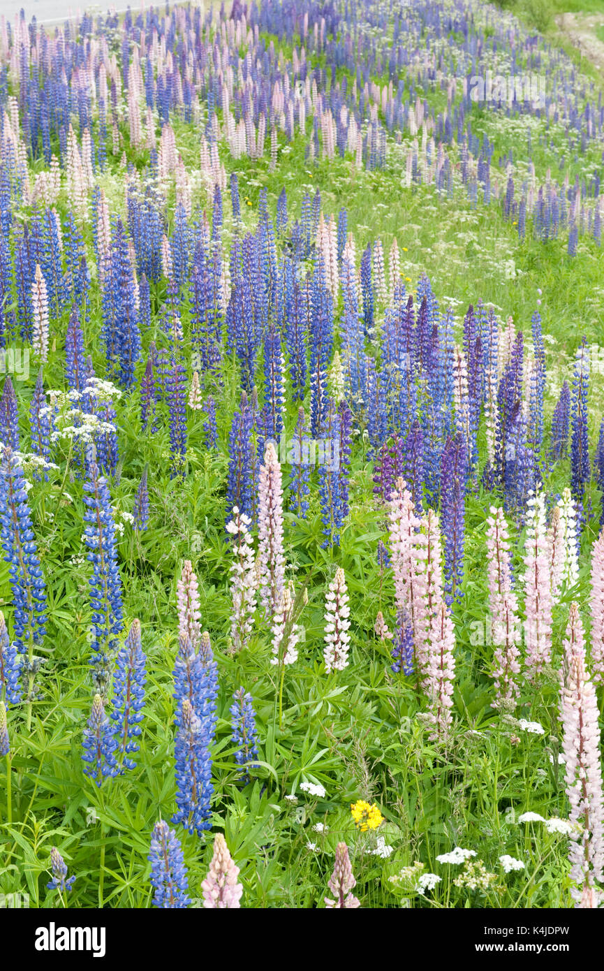 Lupin Flowers, Lupinus polyphyllus, nr Rautalampi, Kuopio, Finland ...