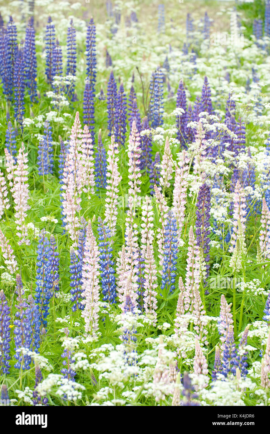 Lupin Flowers, Lupinus polyphyllus, nr Rautalampi, Kuopio, Finland ...