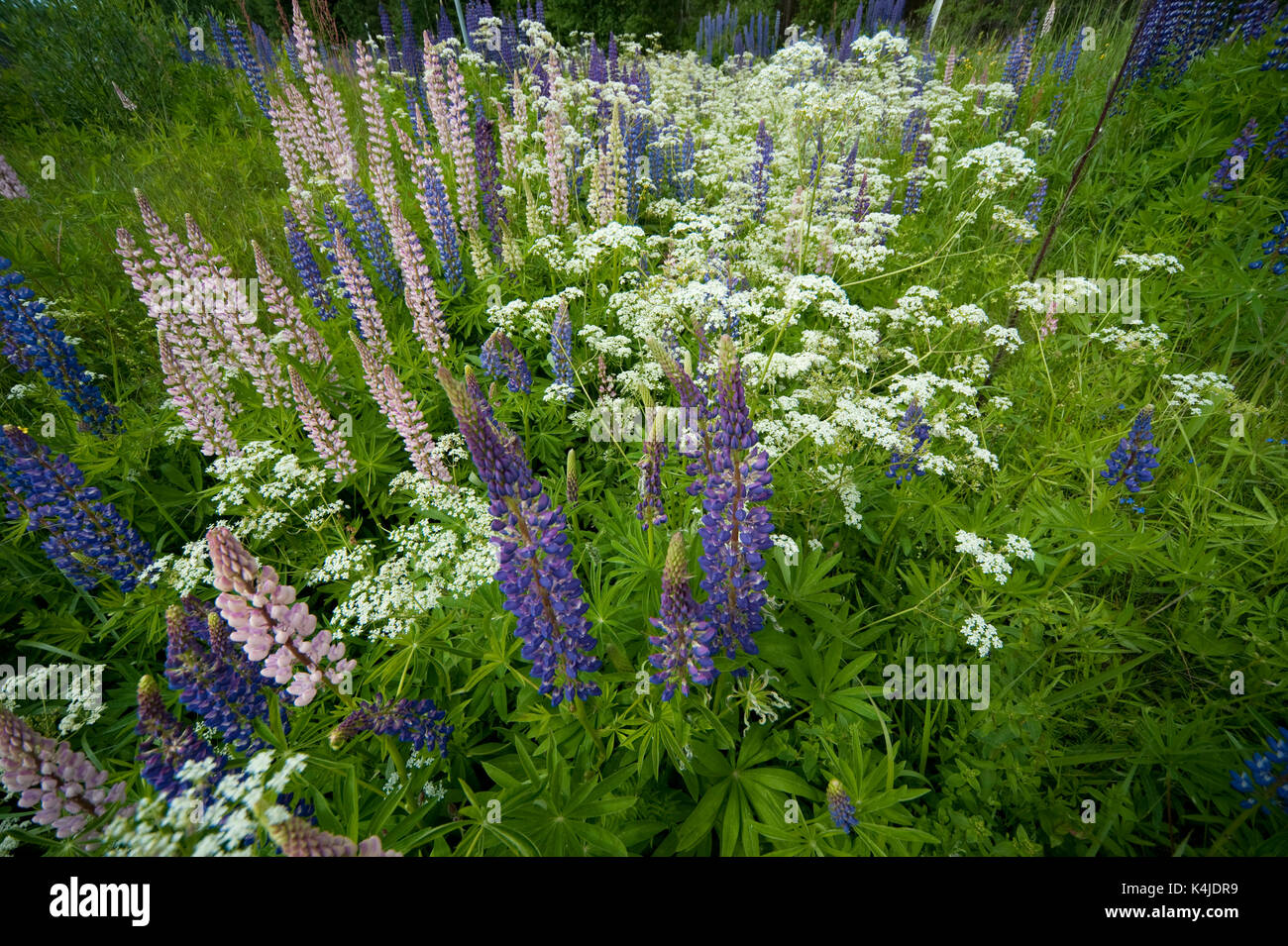 Lupin Flowers, Lupinus polyphyllus, nr Rautalampi, Kuopio, Finland ...