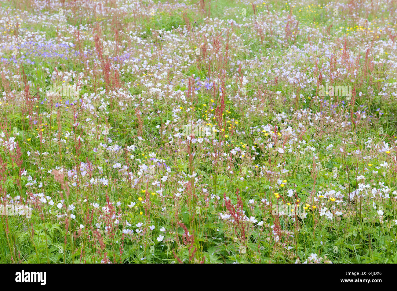 Wild Flower Meadow, Lentiira, Kuhmo, Finland Stock Photo - Alamy