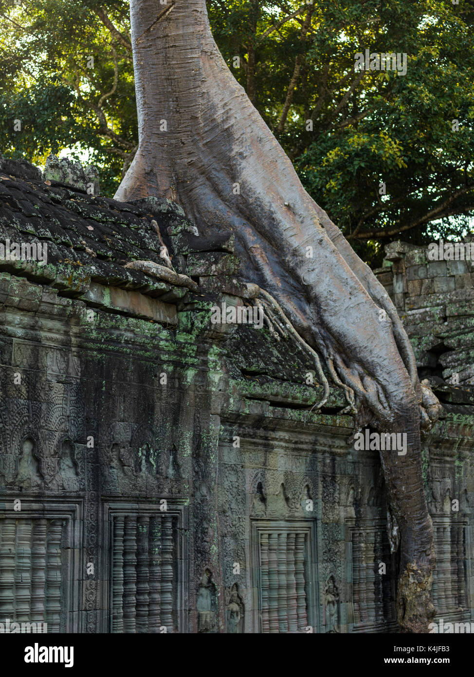 Spung tree at Ta Prohm Temple, Angkor Archaeological Park, Krong Siem ...