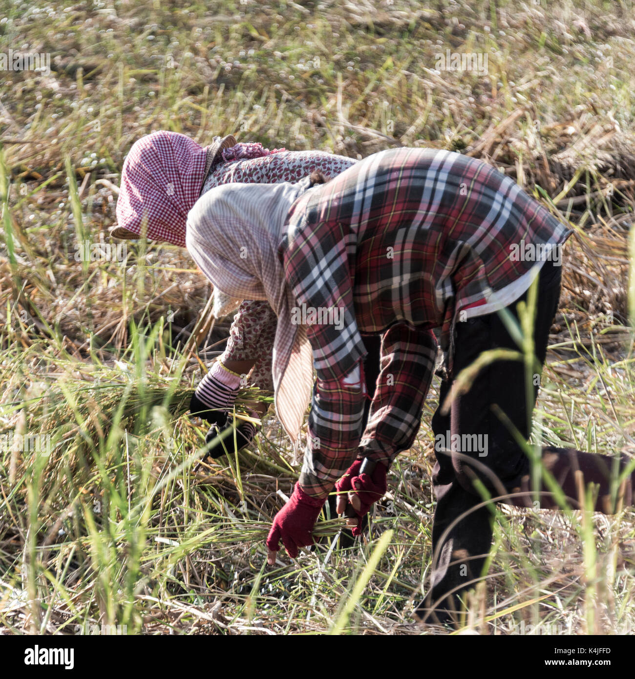 Two farmers harvesting rice paddy, Preah Dak, Siem Reap, Cambodia Stock ...