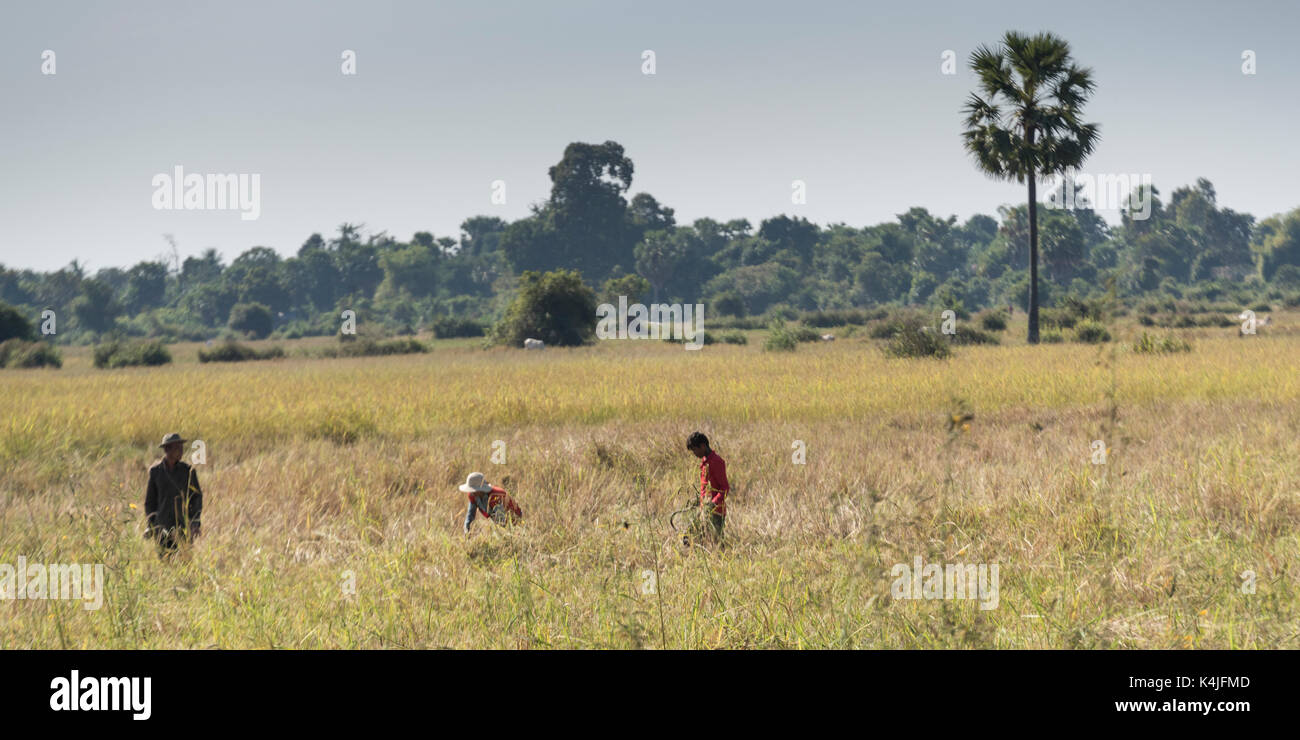 Farmers harvesting rice paddy, Preah Dak, Siem Reap, Cambodia Stock ...