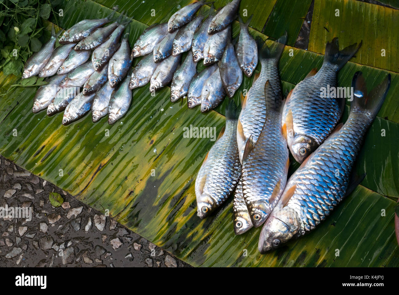 Elevated view of fish for sale, Luang Prabang, Laos Stock Photo - Alamy