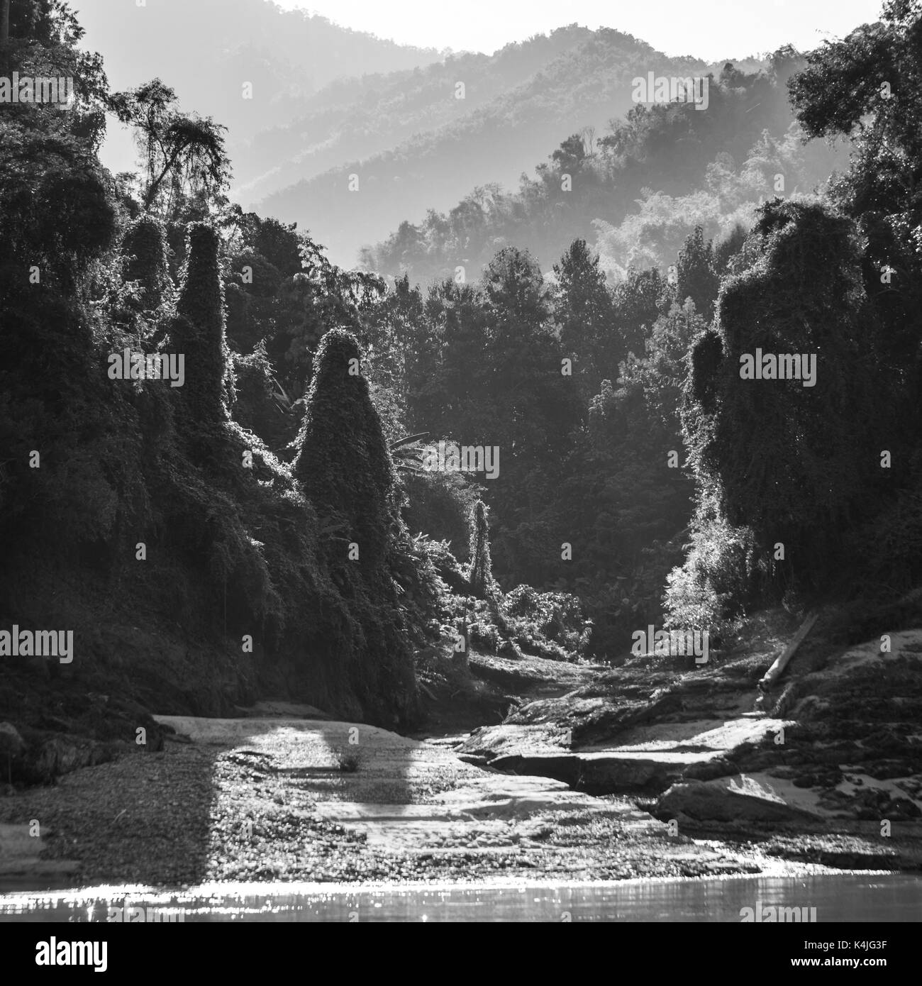 Trees in forest at riverside, River Mekong, Sainyabuli Province, Laos ...