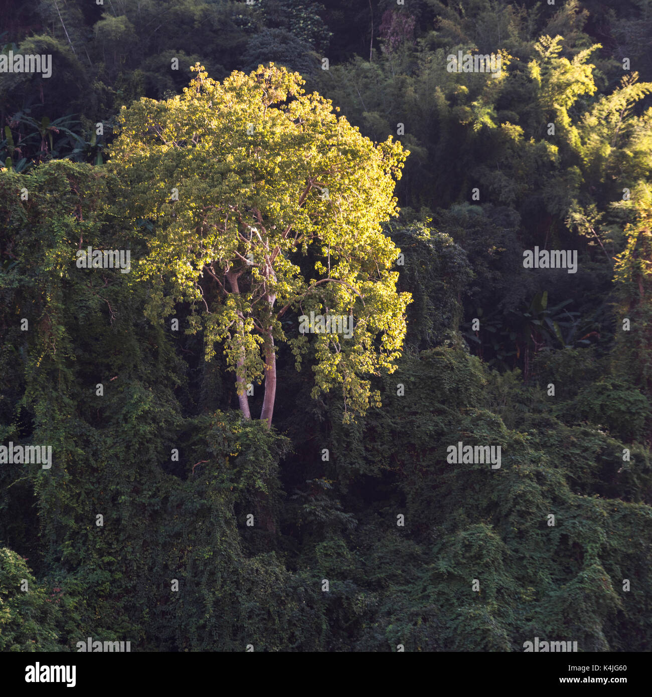 Trees in forest, Oudomxay Province, Laos Stock Photo - Alamy