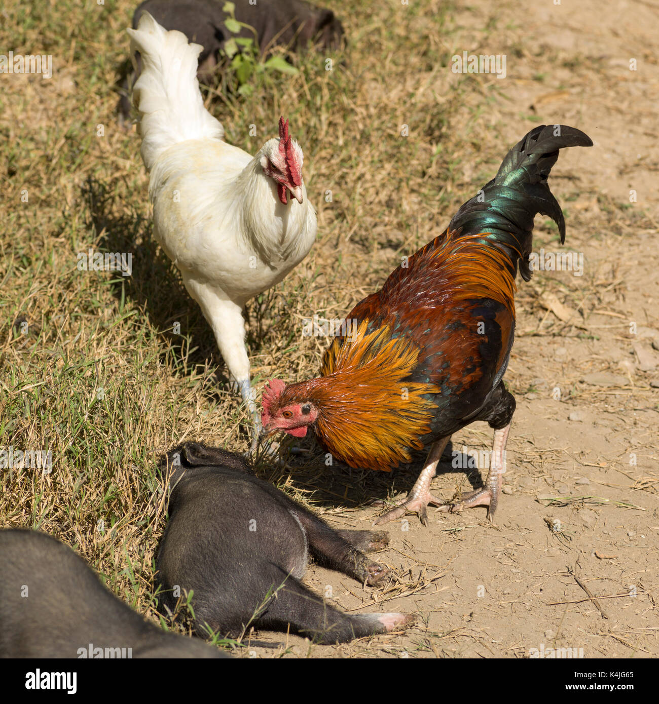 Sleeping rooster hi-res stock photography and images - Alamy