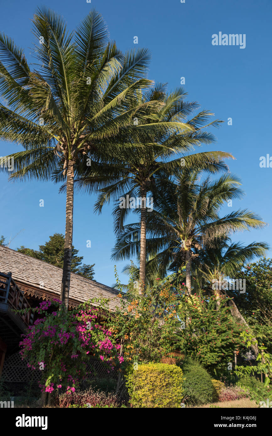 Palm trees laos hi-res stock photography and images - Alamy