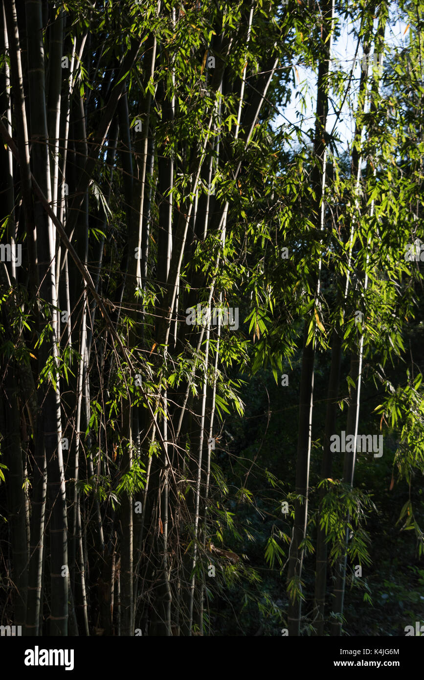 Trees in forest, Luang Prabang, Laos Stock Photo - Alamy