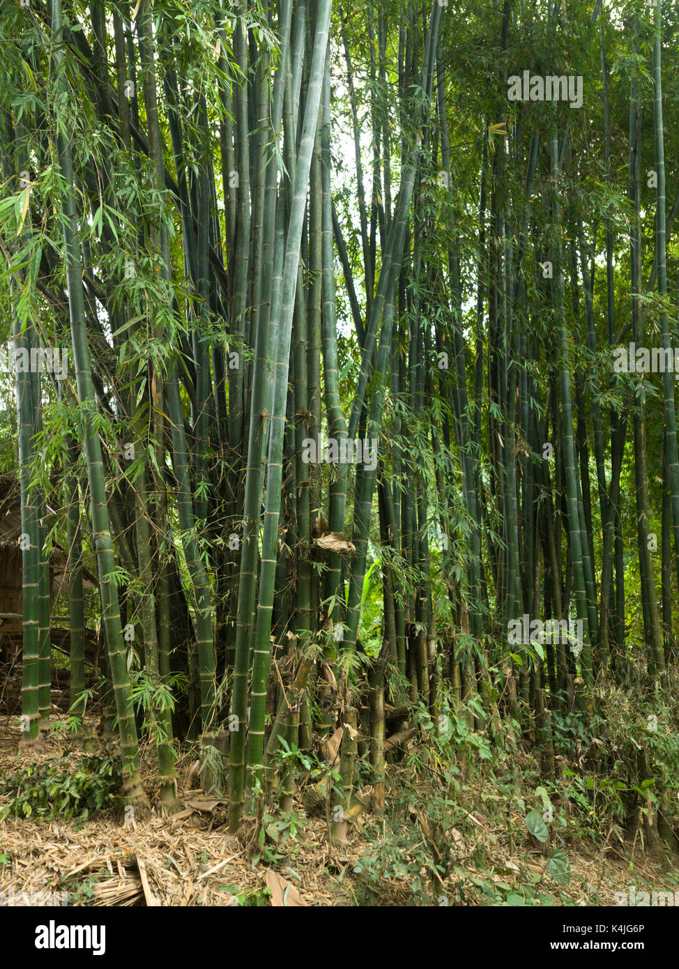 Bamboo trees in grove, Laos Stock Photo - Alamy