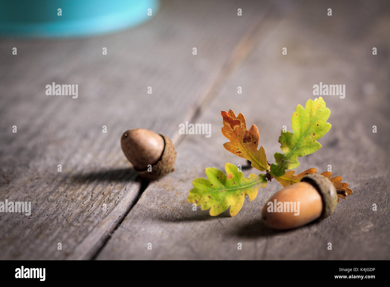 Autumn background with oak acorn and leaves Stock Photo - Alamy