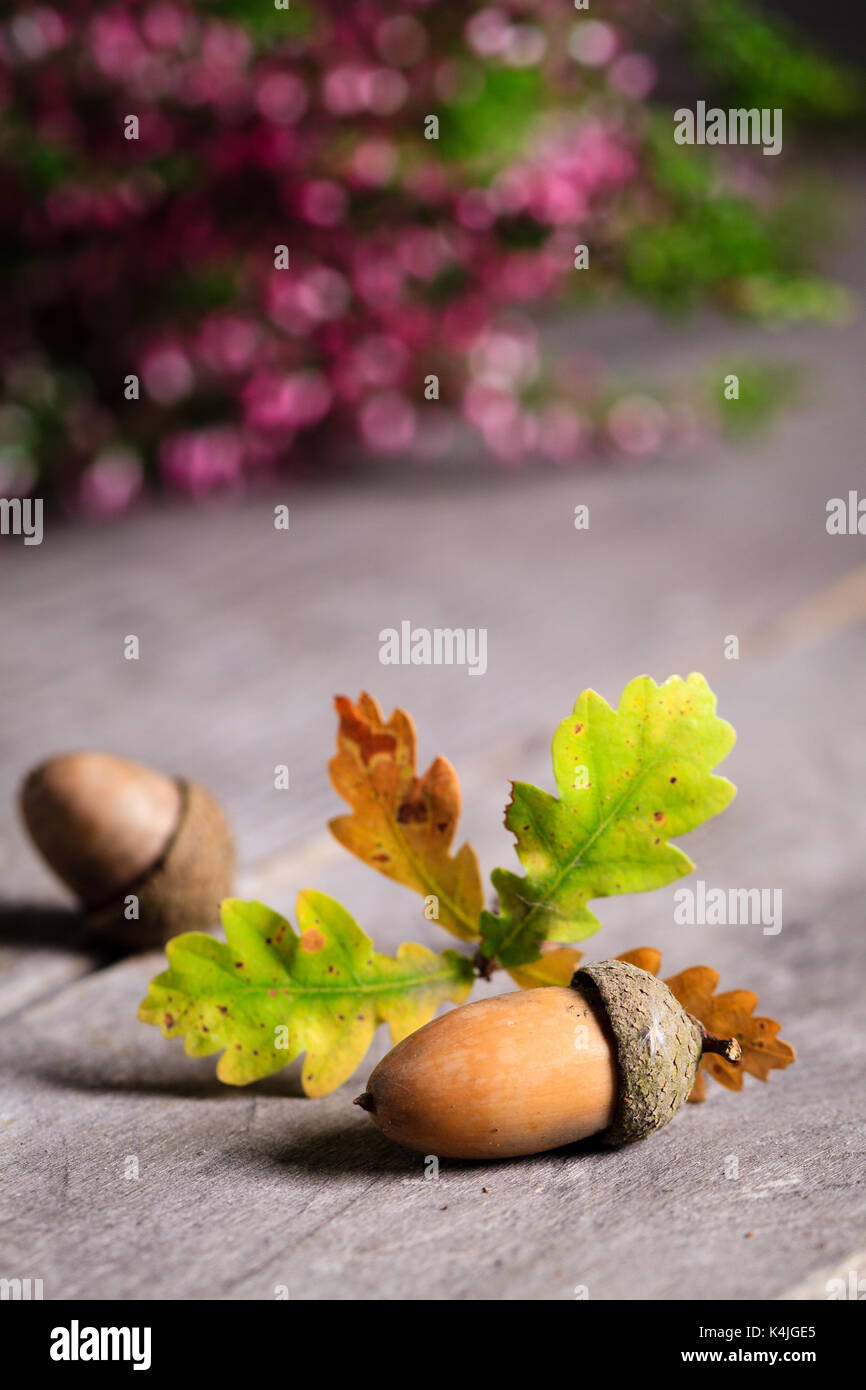 Autumn background with oak acorn and leaves Stock Photo - Alamy