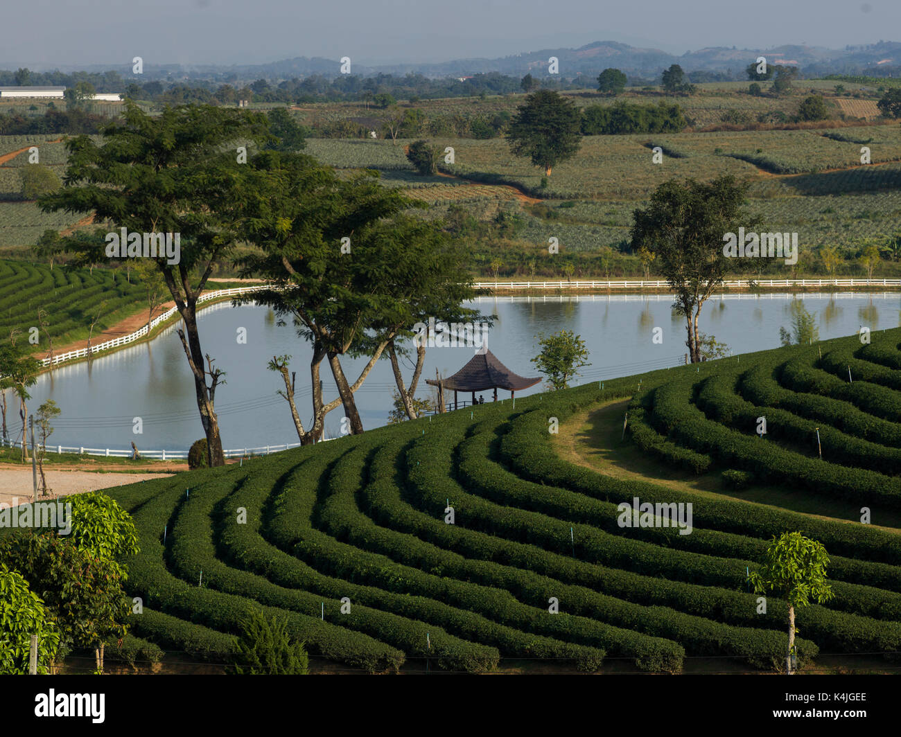 Scenic view of tea plantation and pond, Chiang Rai, Thailand Stock ...