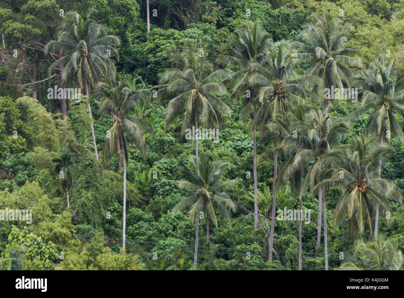 Palm trees in forest, Koh Samui, Surat Thani Province, Thailand Stock ...