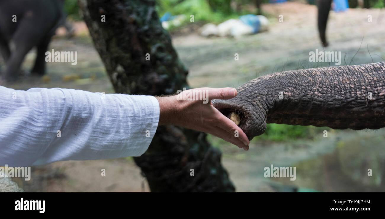 Elephant trunk taking food from person's hand, Koh Samui, Surat Thani ...