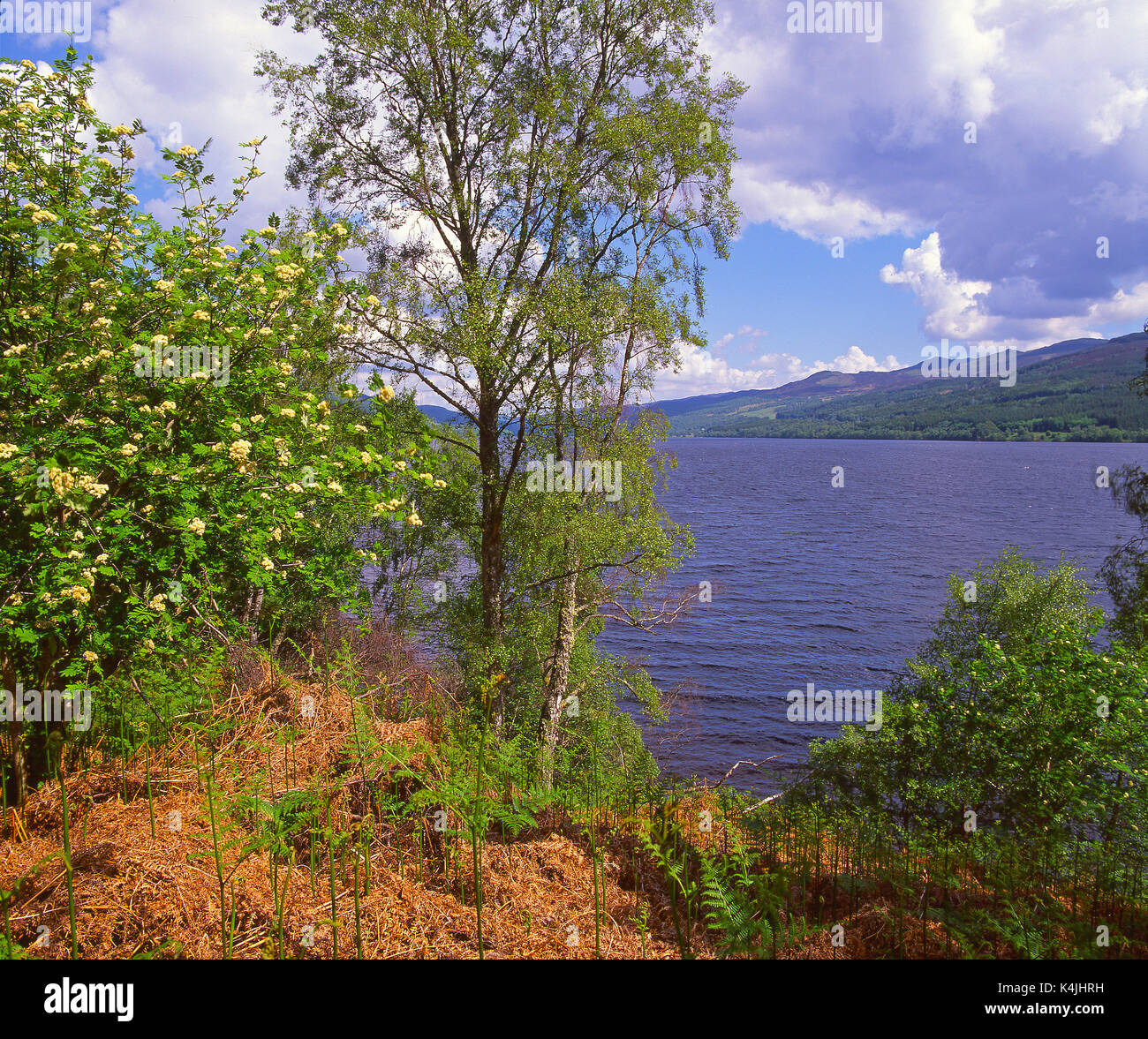 Summer view of Loch Tummel, Perthshire Stock Photo - Alamy
