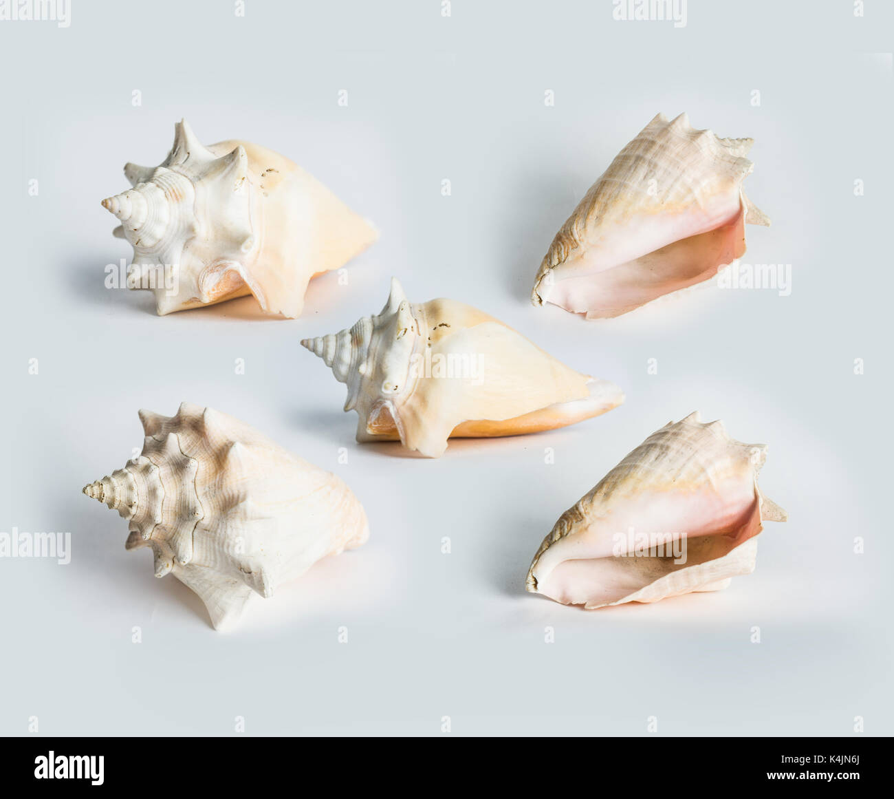 Spiral seashells hi-res stock photography and images - Alamy