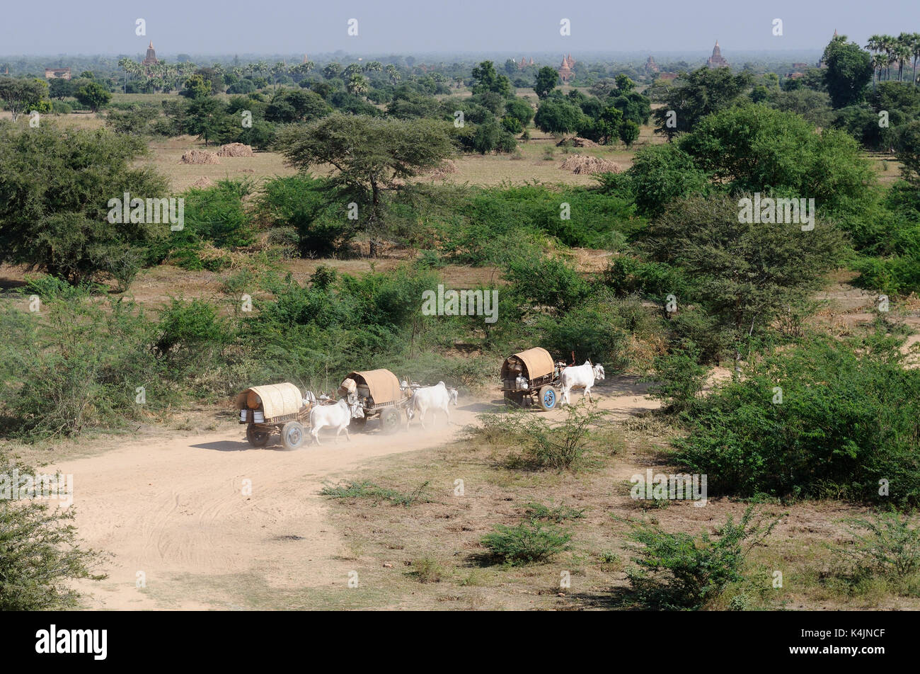 Pilgrims in an ox carts are going to ruins of ancient temples in Bagan ...