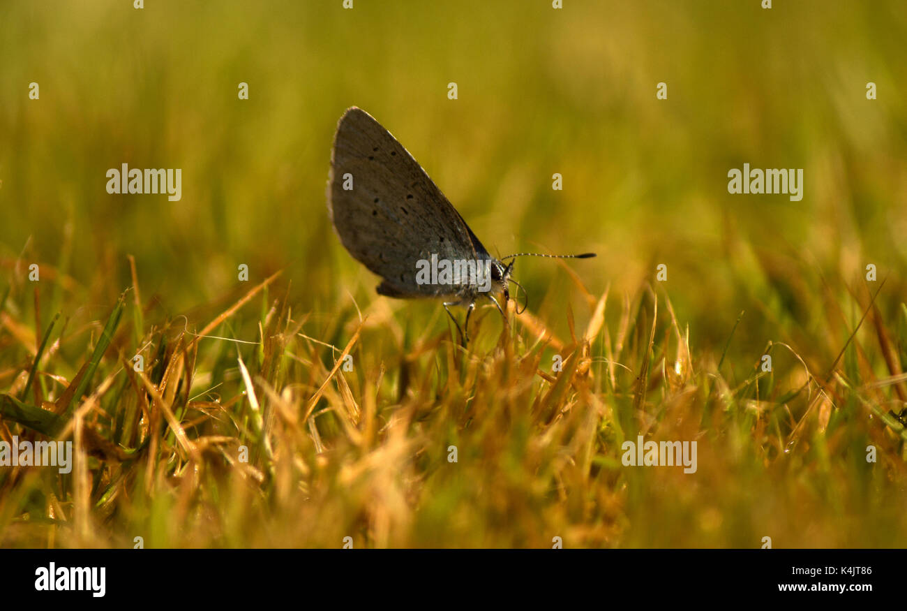 Holly Blue Butterfly Wings Closed High Resolution Stock Photography and ...