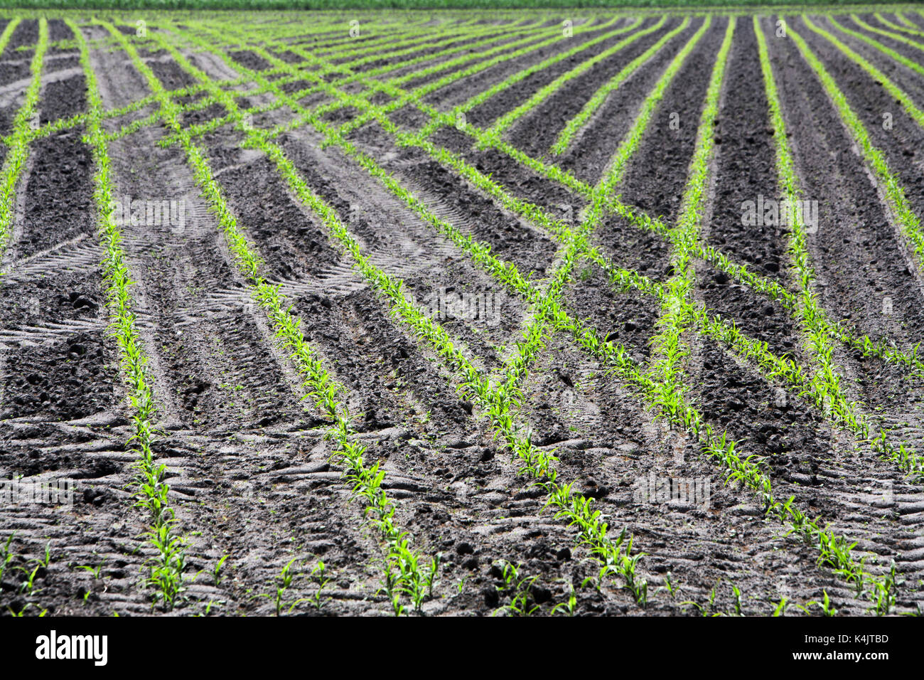 Field plowed corn hi-res stock photography and images - Alamy