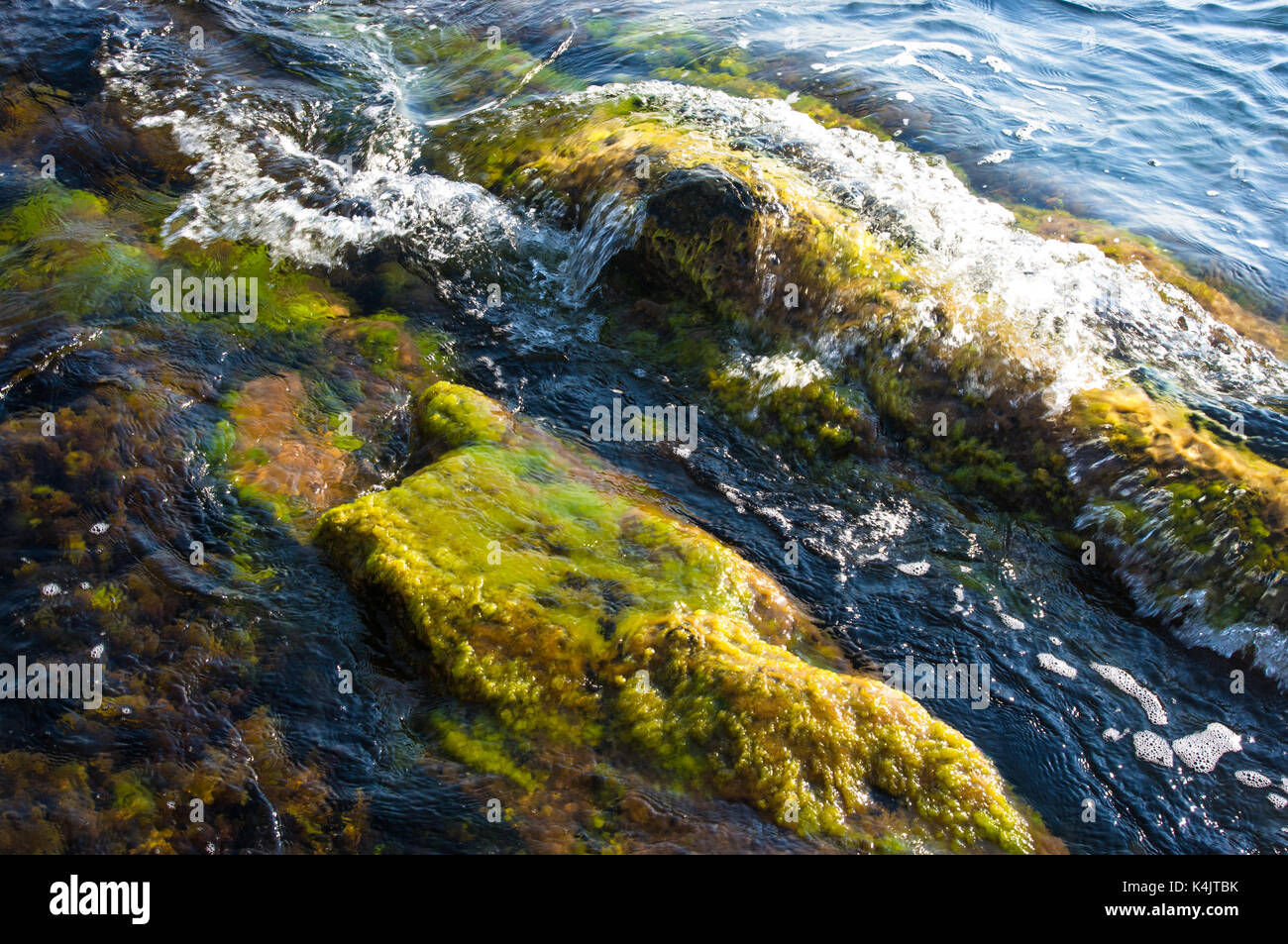 rocky sea shore with with seaweed, transparent waves with foam, on a ...