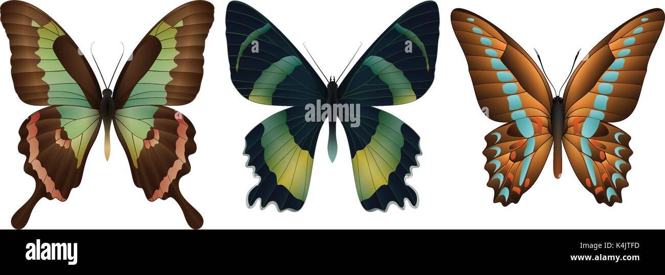 Set of colorful realistic butterflies Stock Vector Image & Art - Alamy