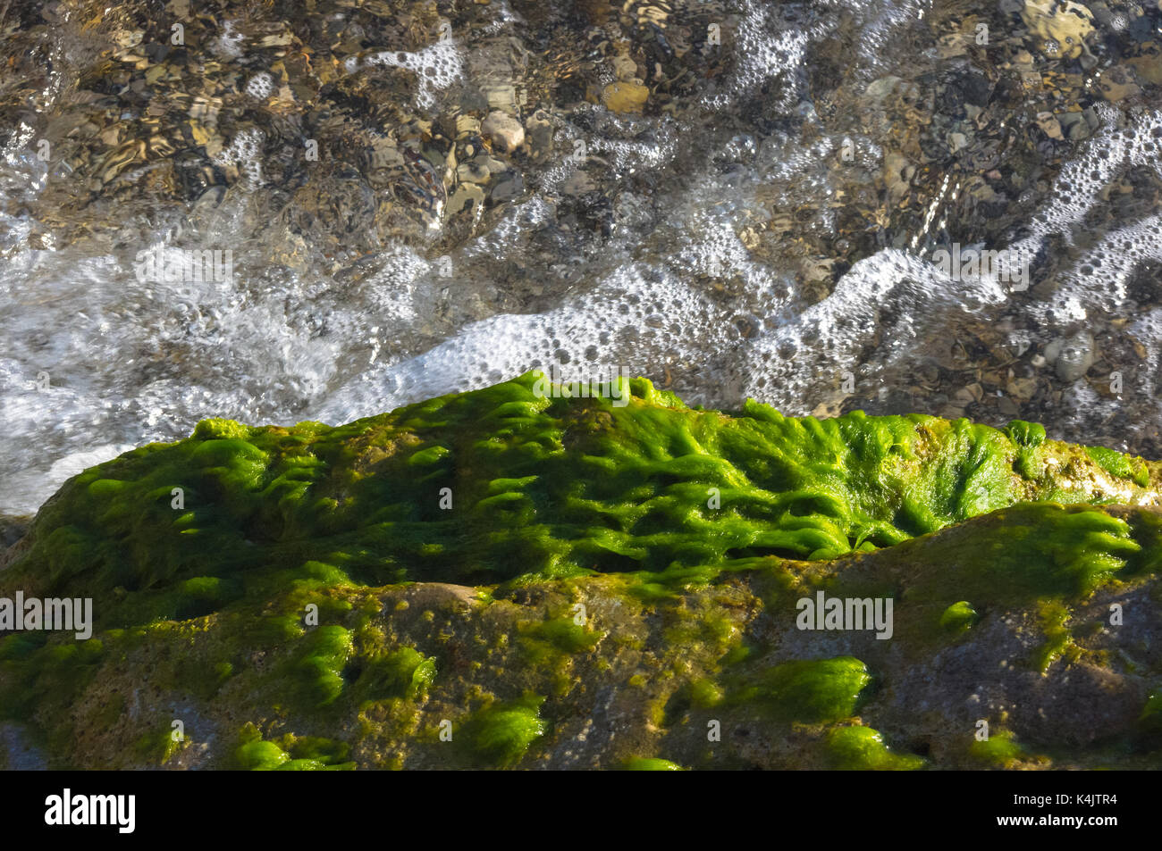 rocky sea shore with with seaweed, transparent waves with foam, on a ...