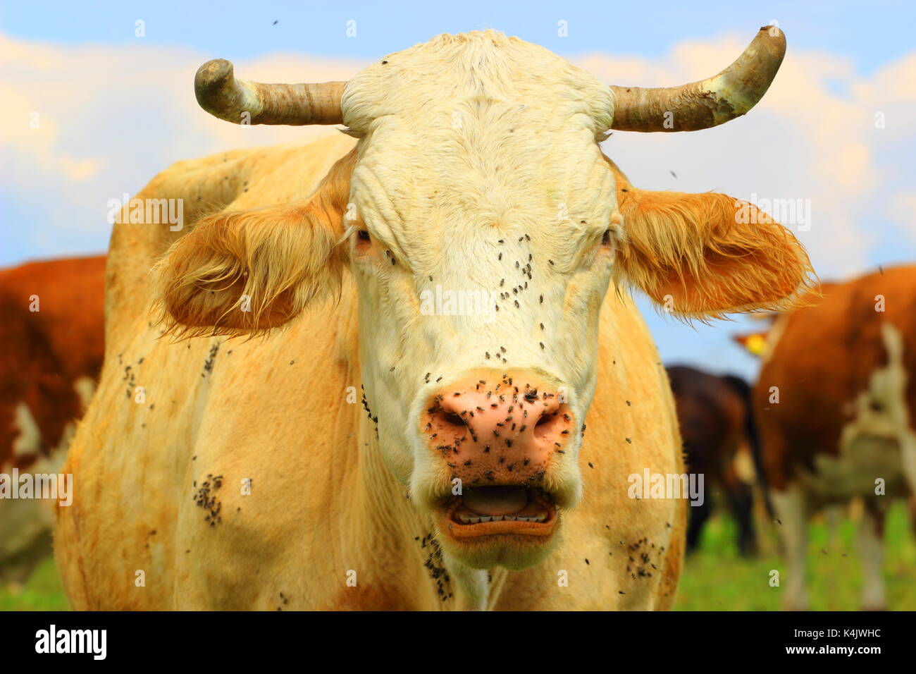 Cow with flies on its face hi-res stock photography and images - Alamy
