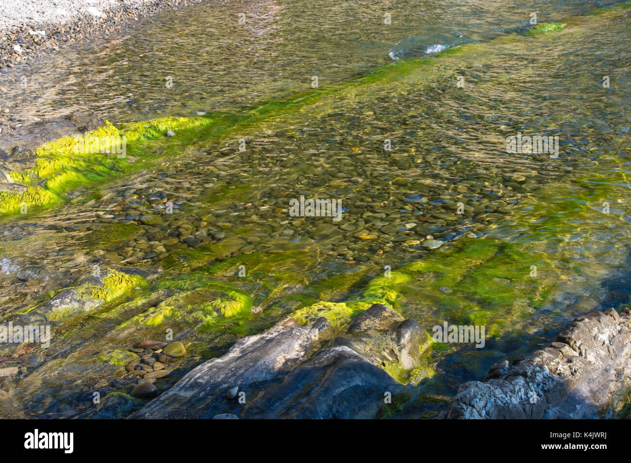 rocky sea shore with with seaweed, transparent waves with foam, on a ...
