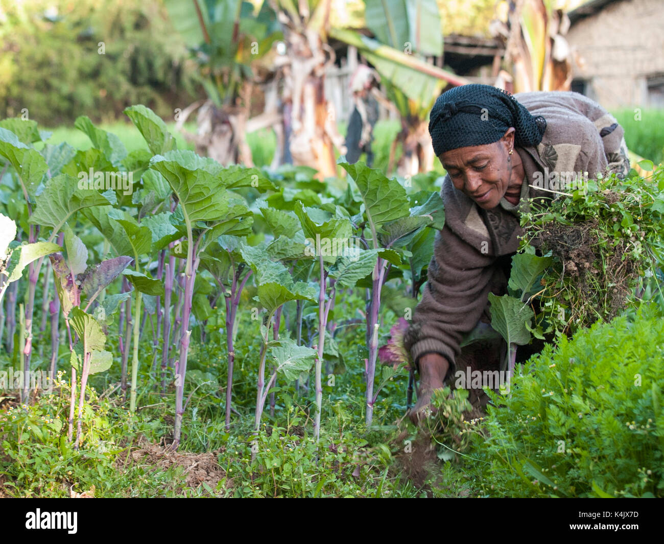 Ethiopia farmer women hi-res stock photography and images - Alamy