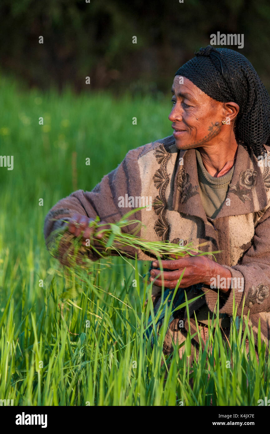 African women working in fields hi-res stock photography and images - Alamy