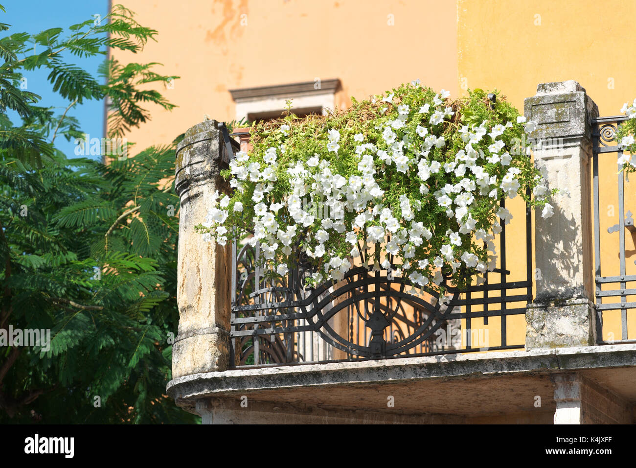 Trailing petunias hi-res stock photography and images - Alamy