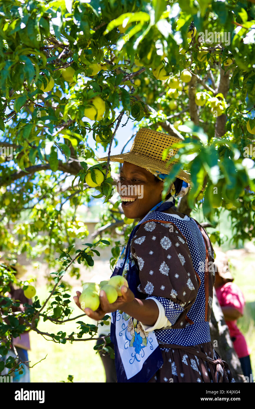 Woman picks peaches from tree hi-res stock photography and images - Alamy