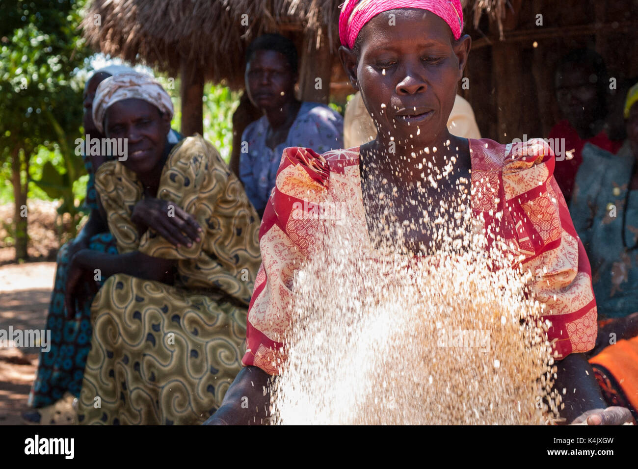 A woman sieves some grain by tossing and blowing the grain, Uganda ...