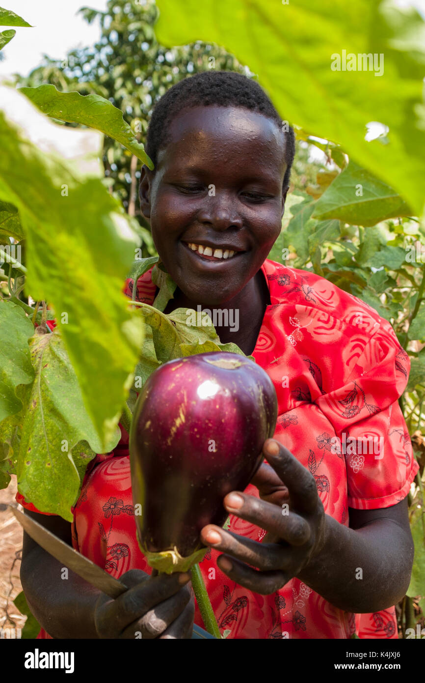 African eggplant hi-res stock photography and images - Alamy