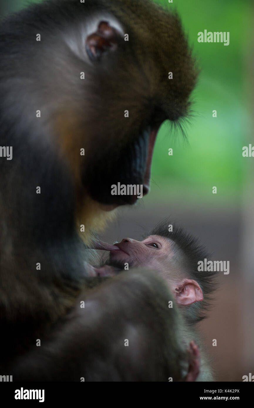 Magdeburg, Germany. 06th Sep, 2017. A female mandrill is feeding its ...