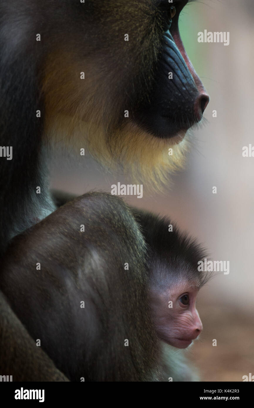 Magdeburg, Germany. 06th Sep, 2017. A young mandrill is sitting on its ...