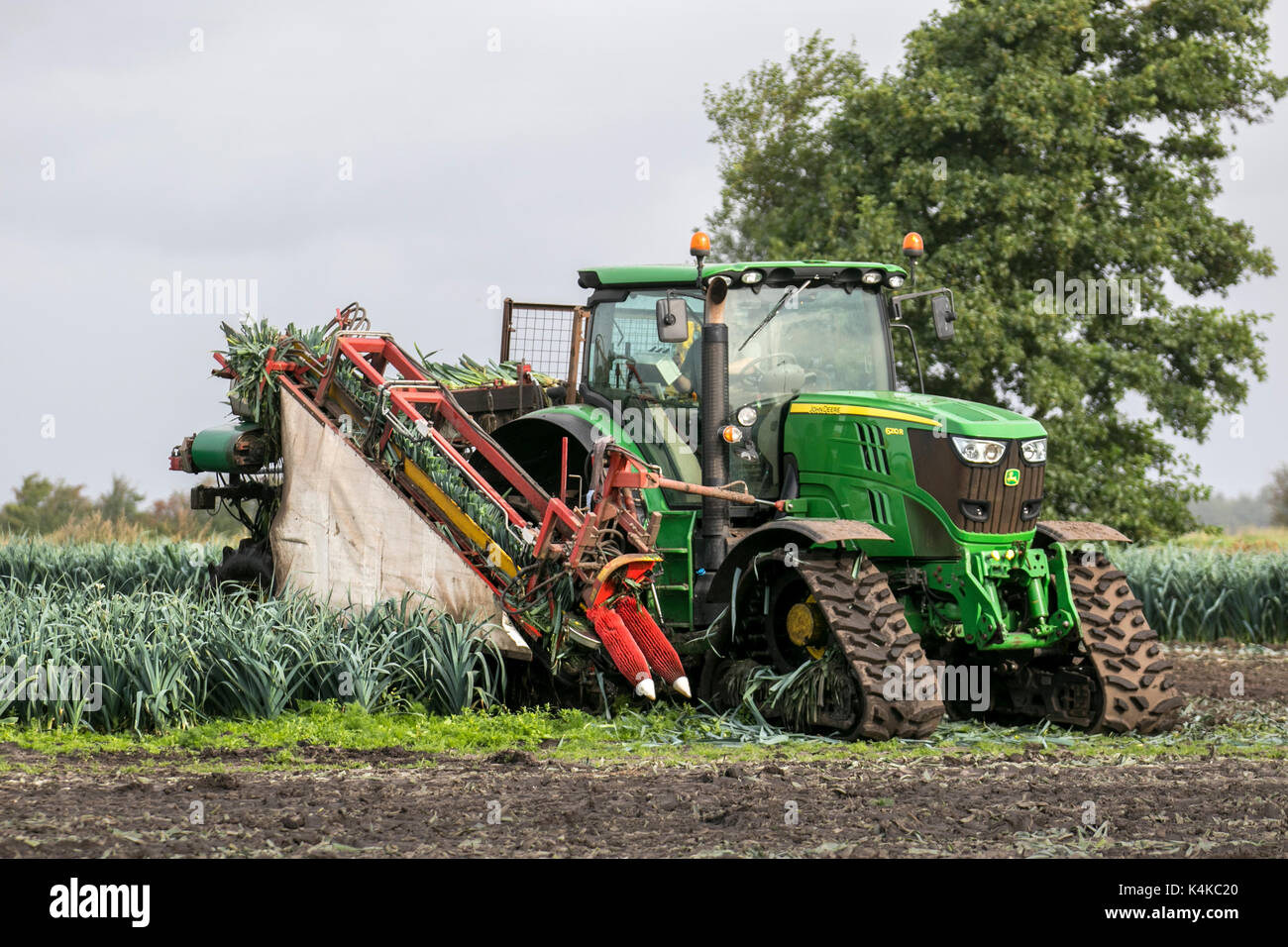 Leek Harvesting High Resolution Stock Photography and Images - Alamy