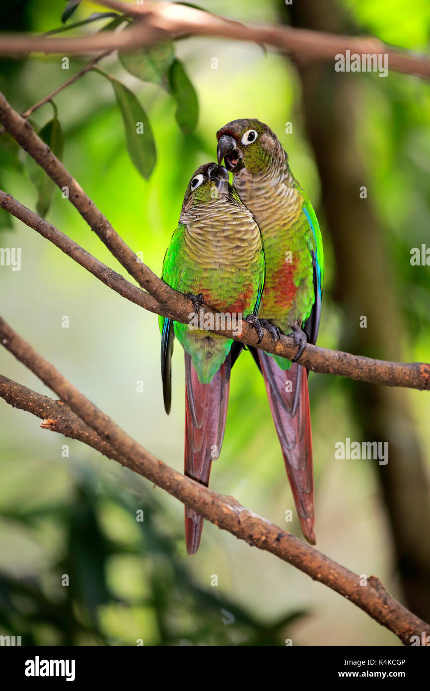Parakeets of south america hi-res stock photography and images - Alamy