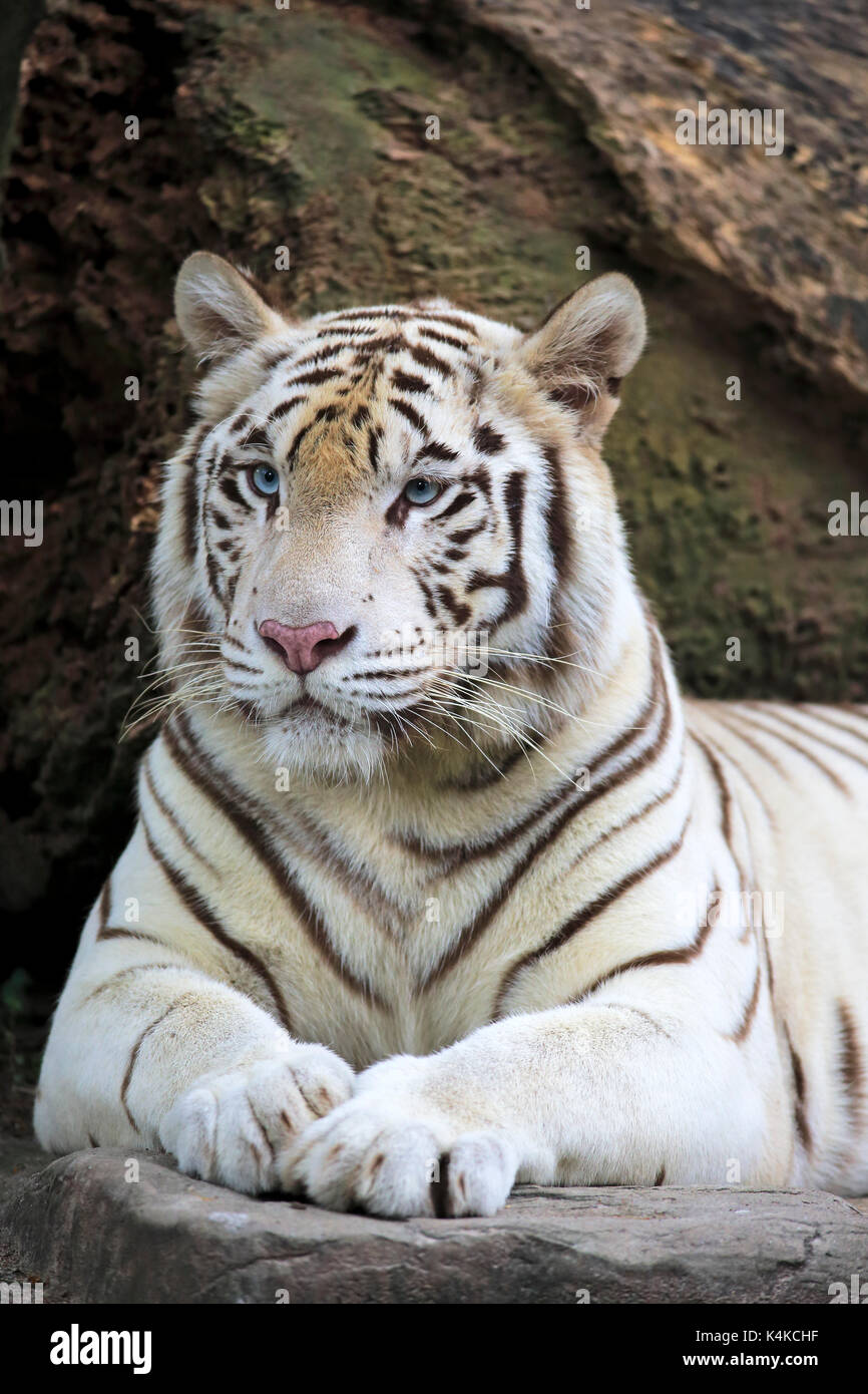 White Bengal tiger (Panthera tigris tigris), adult resting, portrait ...