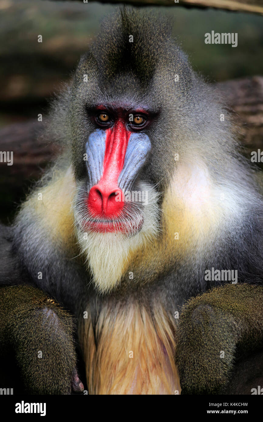 Mandrill mandrillus sphinx male portrait hi-res stock photography and ...