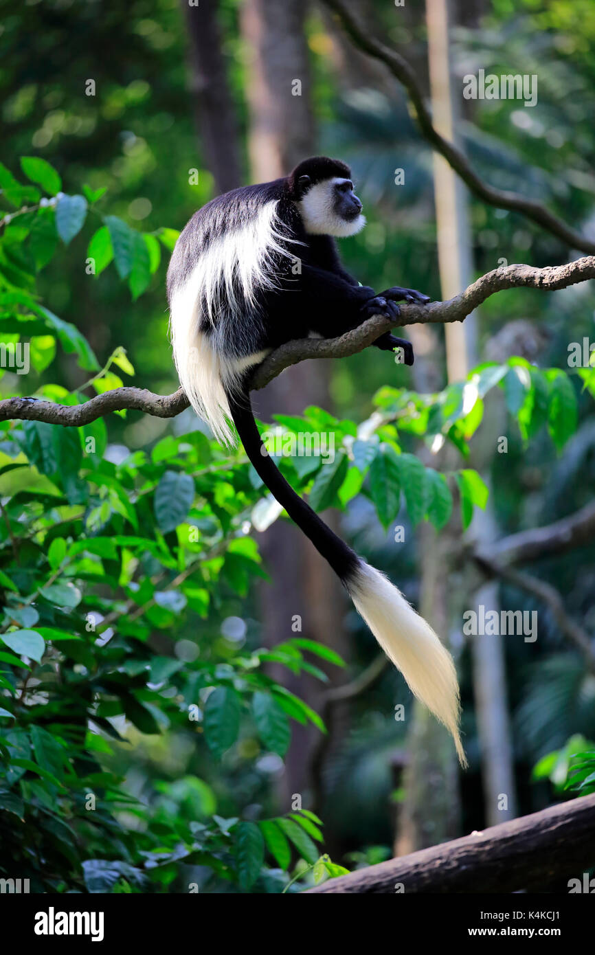 Colobus Angolensis Stock Photos & Colobus Angolensis Stock Images - Alamy