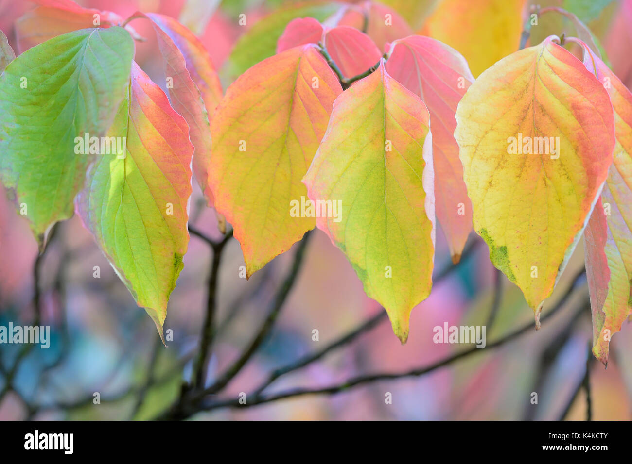 Blood red hardwood (Cornus sanguinea), leaves with autumn colors, North ...