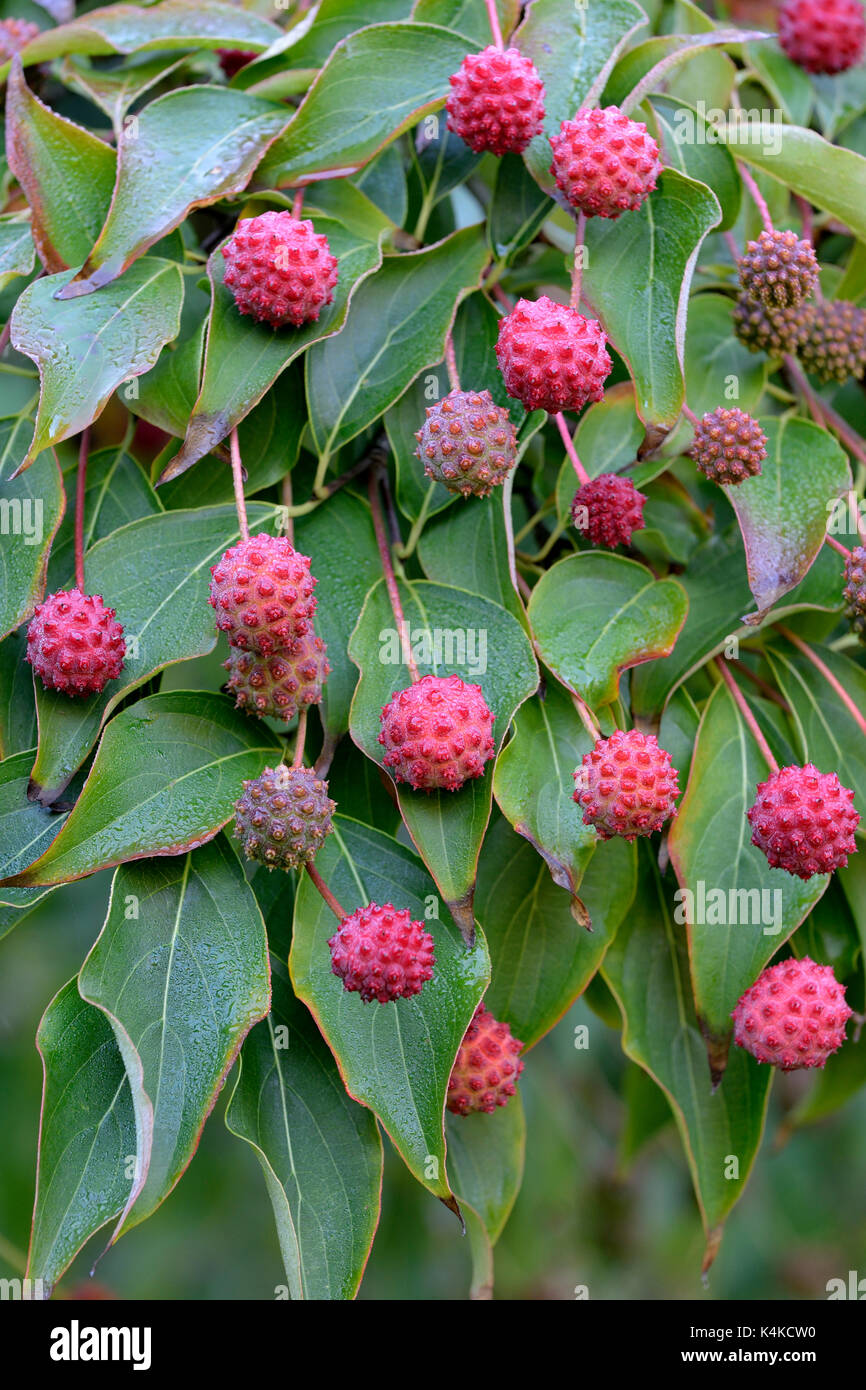 Cornus chinensis hi-res stock photography and images - Alamy