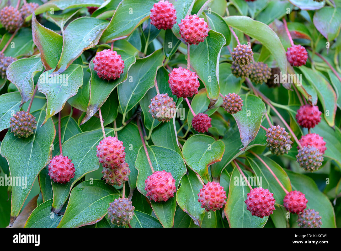 Cornus kuosa chinensis (Cornus kuosa chinensis), raspberry-like fruit ...