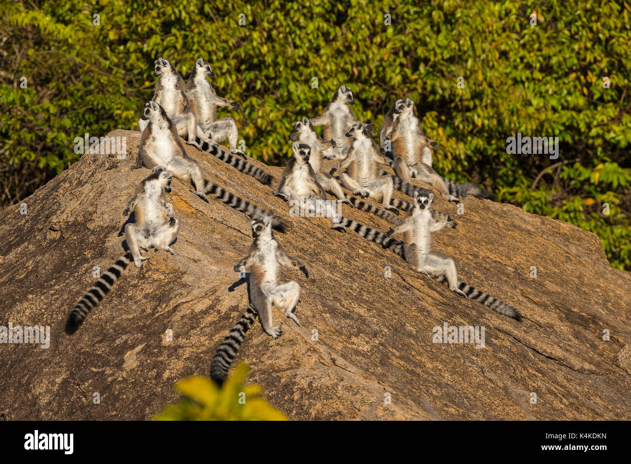 Ring-tailed lemurs (Lemur catta) sitting on rocks, warming up, Anja ...