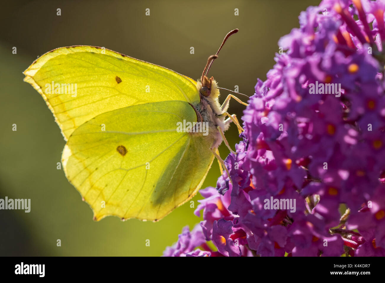 German butterflies hi-res stock photography and images - Alamy